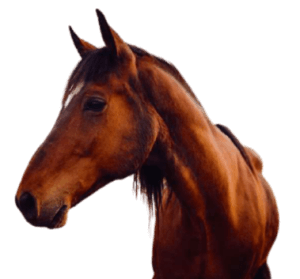 Yurvac RHD vaccine for rabbits - Station House Vets