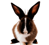 Yurvac RHD vaccine for rabbits - Station House Vets