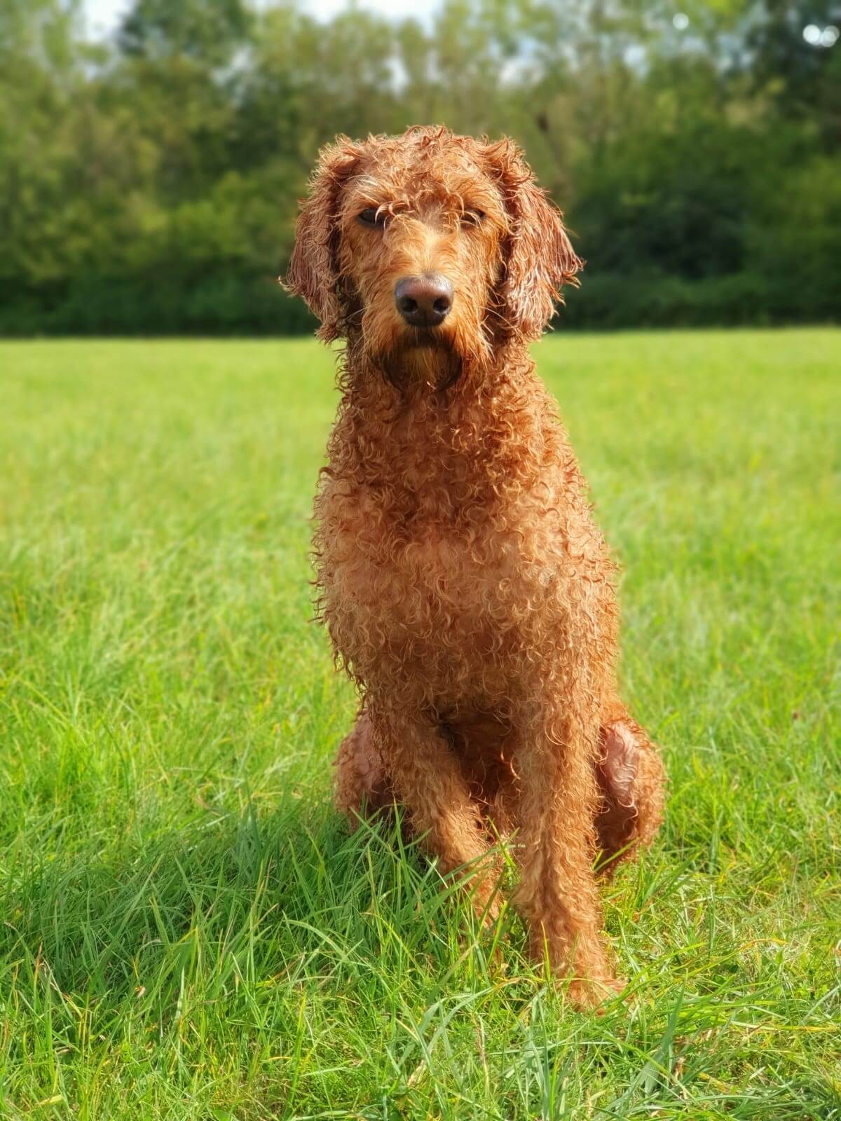 What's in a dogs name? - Station House Vets