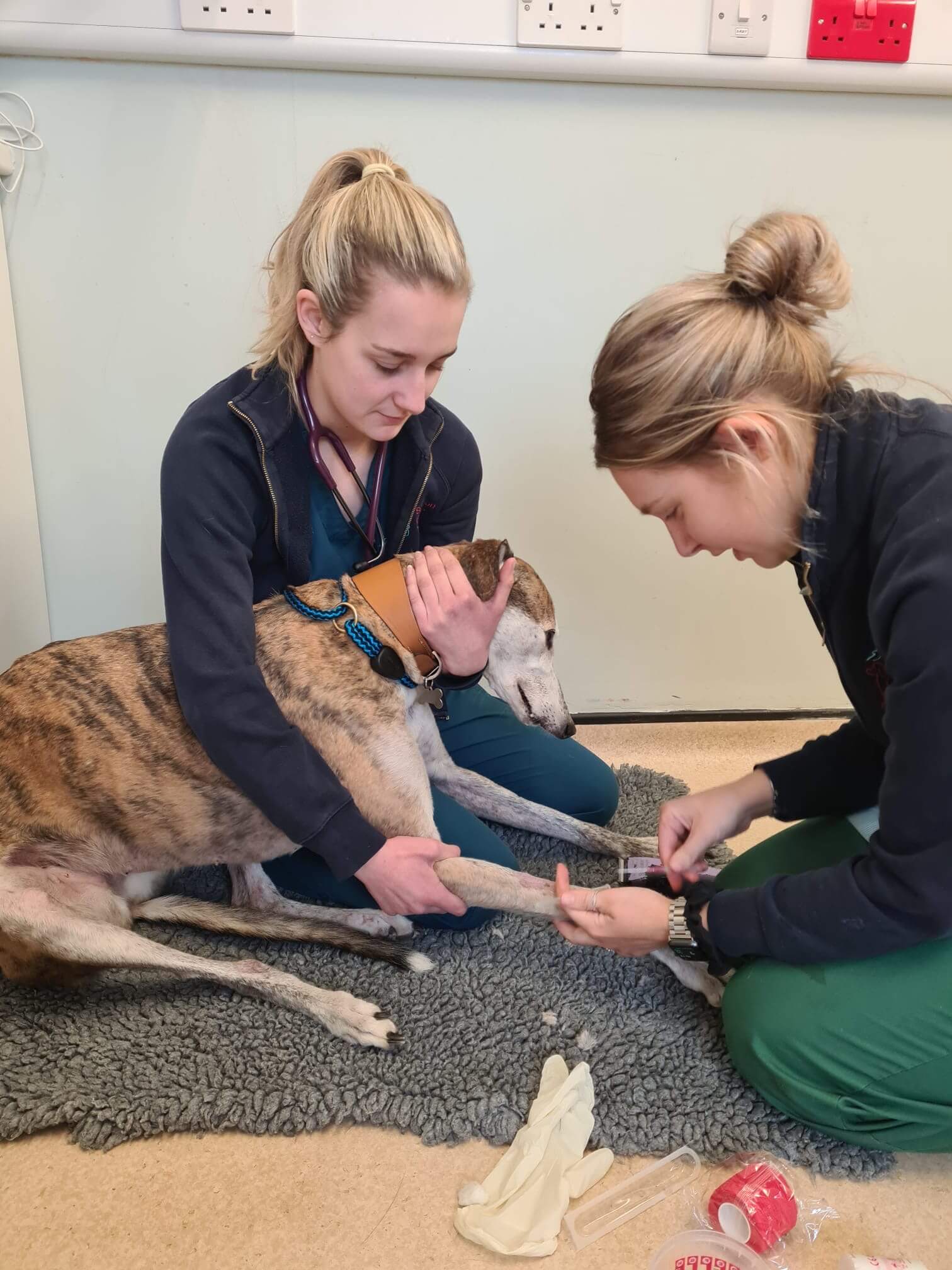 Pet Dental Health Month - Your pets journey for a dental - Station ...