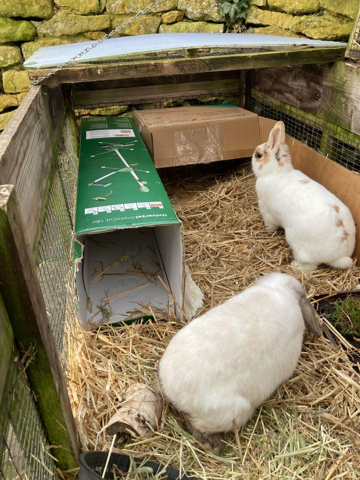 Focus on rabbits - vaccinations, feeding and novel composting ideas ...
