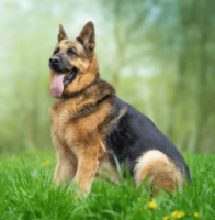 Hip And Elbow Scoring In Dogs - Station House Vets